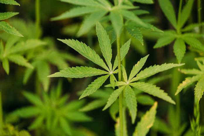 The Mamba Brand LLC: Trump's Marijuana Order Restores Control ...